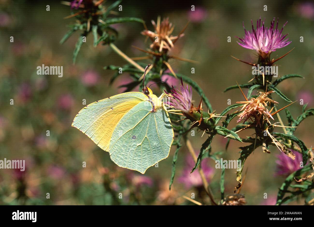 Cleopatra will hi-res stock photography and images - Alamy