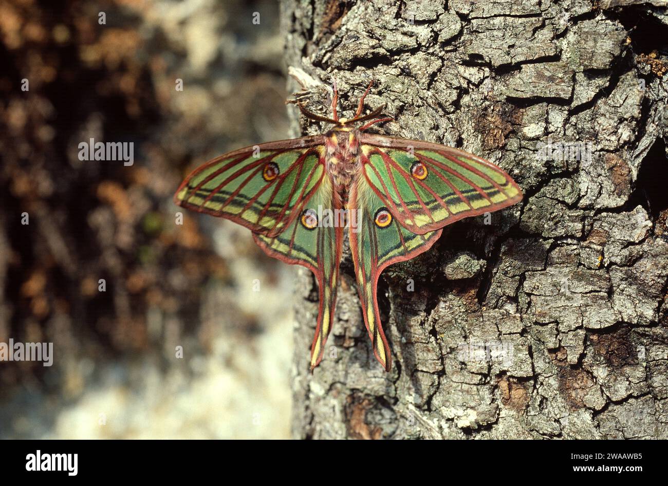 Spanish moon moth hi-res stock photography and images - Alamy
