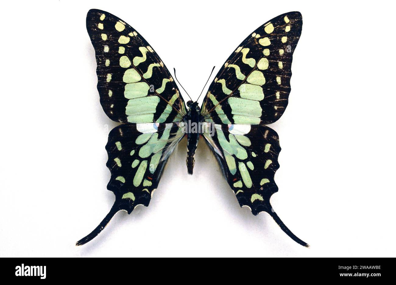 Large striped swordtail (Graphium antheus) is a butterfly native to sub-Saharan Africa. Adult ...