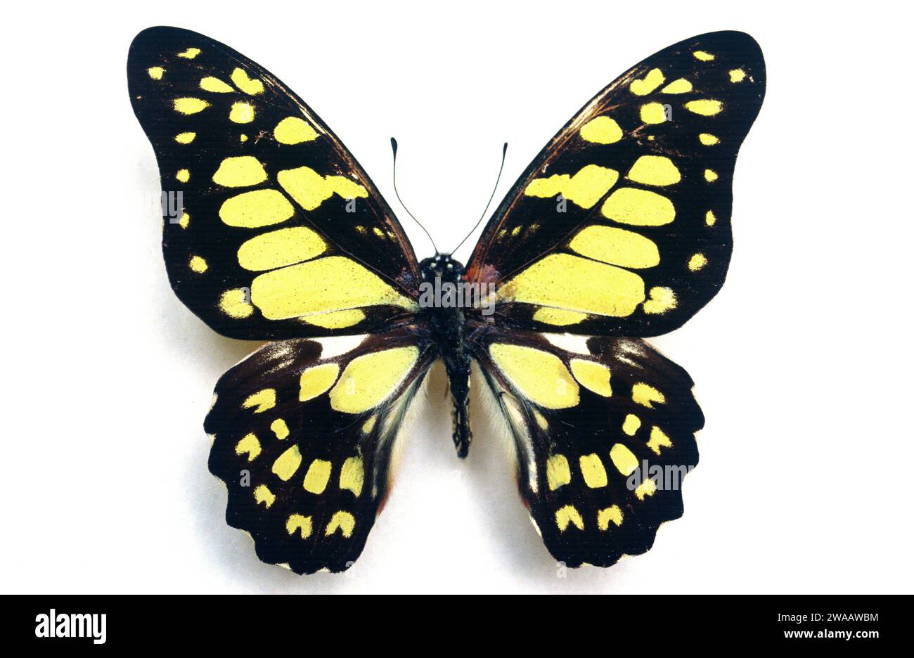 Graphium cyrnus is a butterfly native to Madagascar. Adult, dorsal side ...