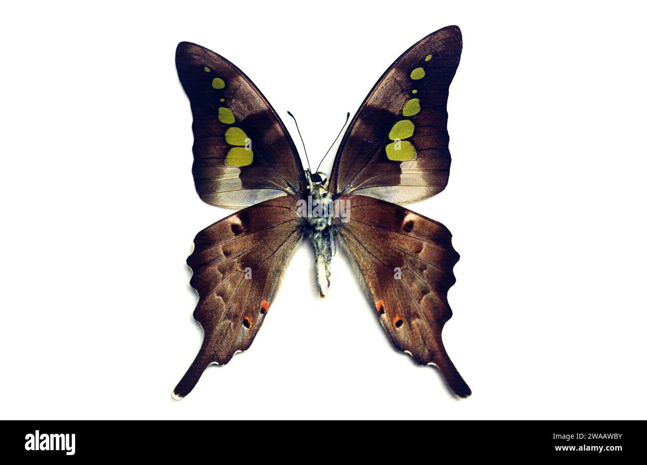 Graphium empedovana is a butterfly native to Philippines. Adult ...
