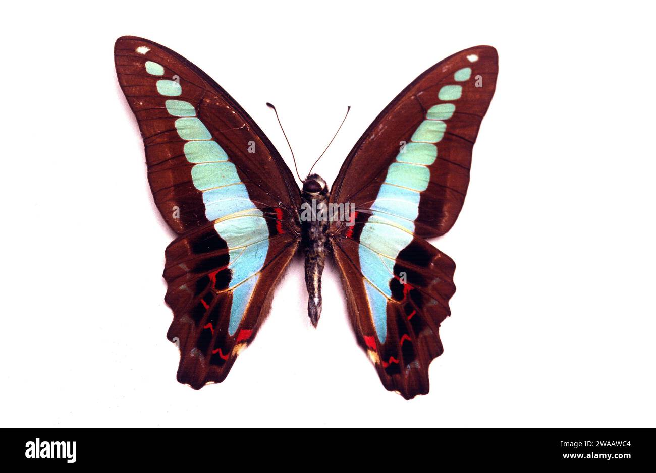 Common bluebottle (Graphium sarpedon) is abutterfly native to Australia ...