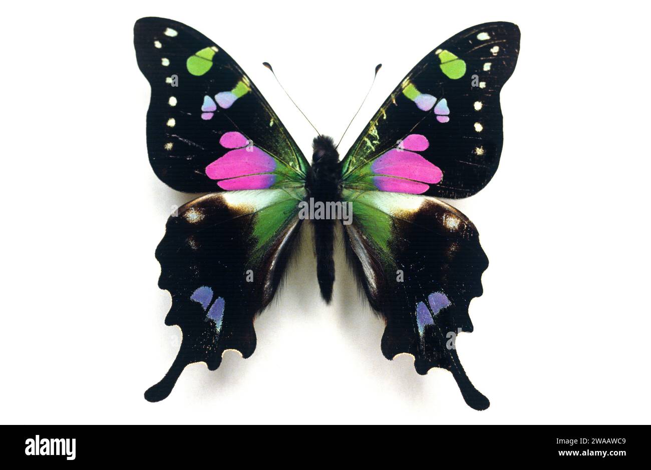 Purple spotted swallowtail (Graphium weiskei) is a butterfly native to ...