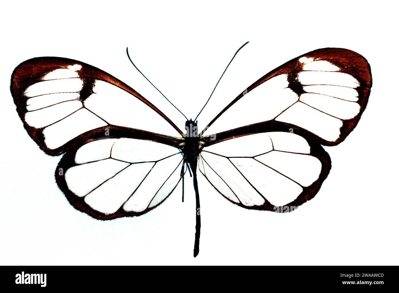 Butterfly dorsal side hi-res stock photography and images - Alamy