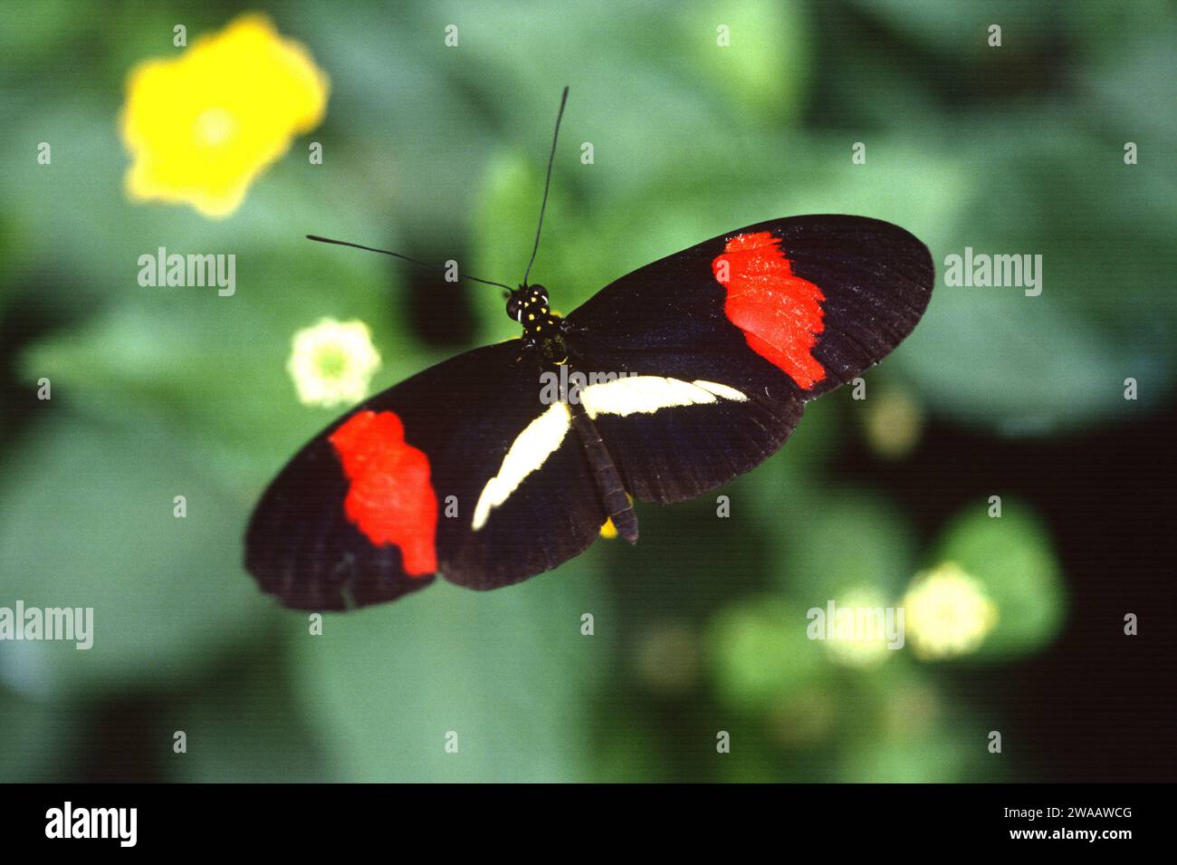 Red postman (Heliconius erato) is a butterfly native to Americas, from ...