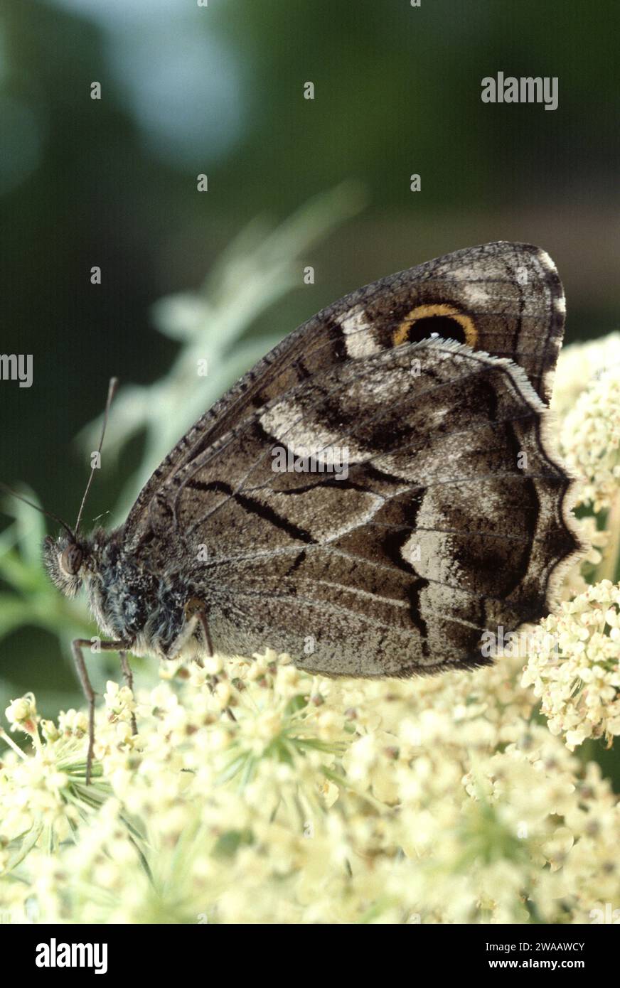 Striped grayling (Hipparchia fidia or Pseudotergumia fidia) is a ...