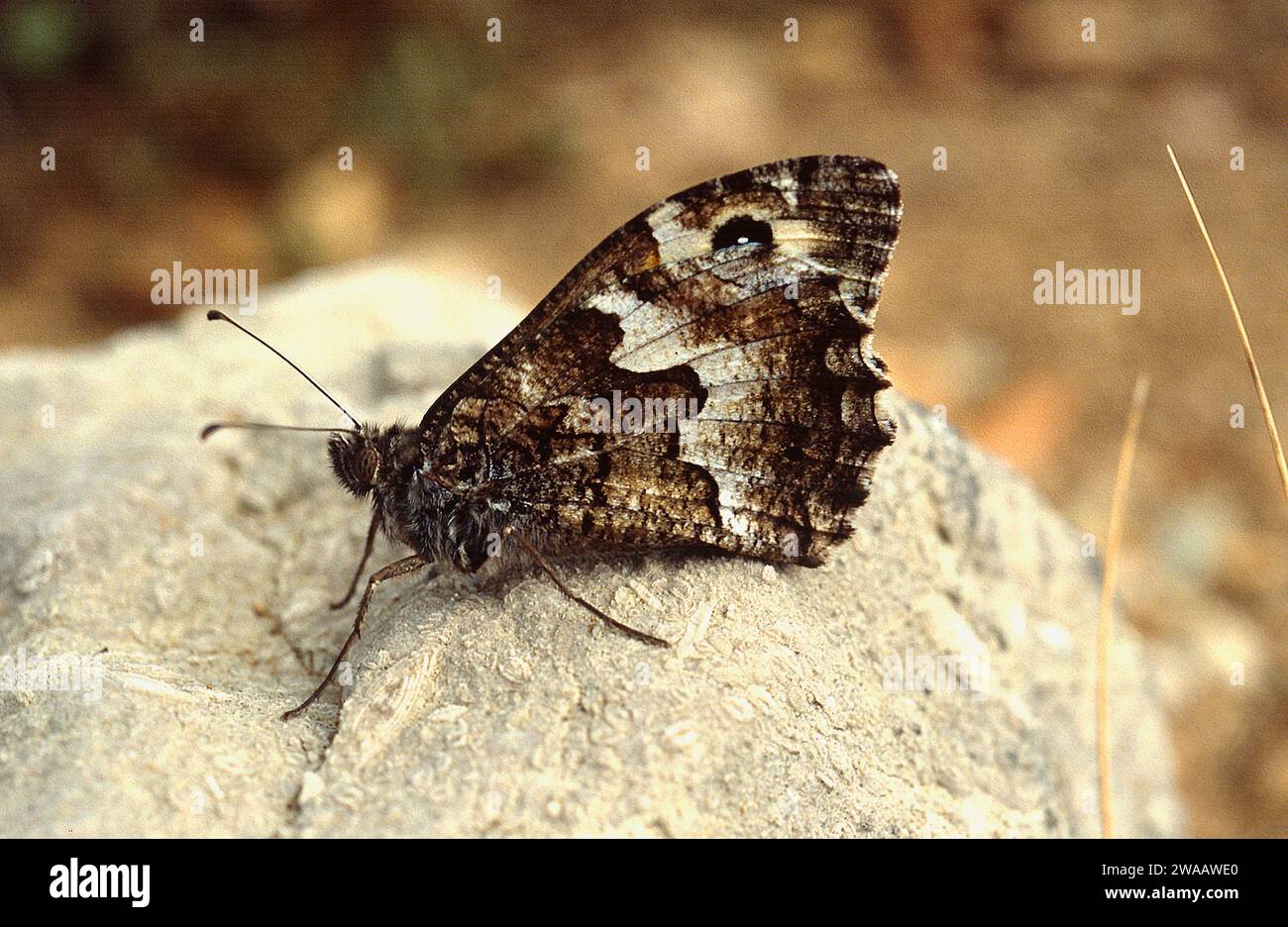 Rock grayling (Hipparchia alcyone or Hipparchia hermione) is a ...