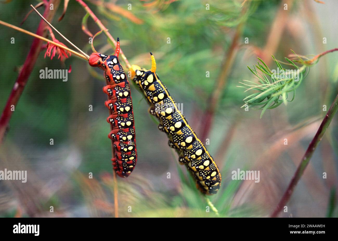 Spurge hawk-moth (Hyles euphorbiae) is a moth native to Europe ...