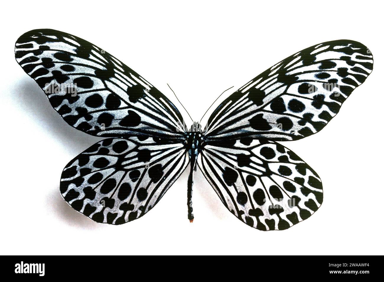 Paper kite or rice paper (Idea leuconoe) is a butterfly native to ...
