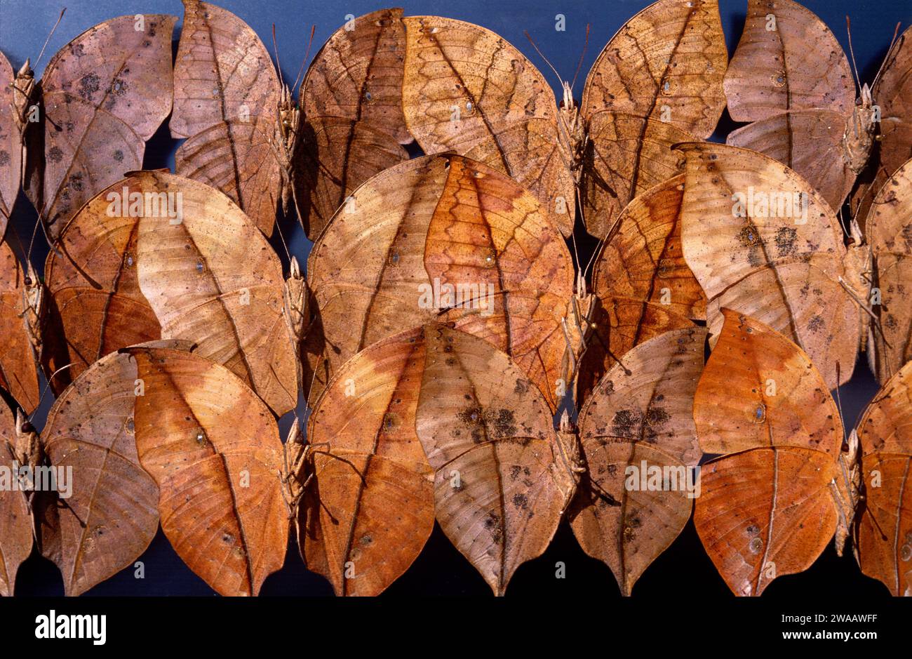 Orange oakleaf or dead leaf (Kallima inachus) is a criptic butterfly ...