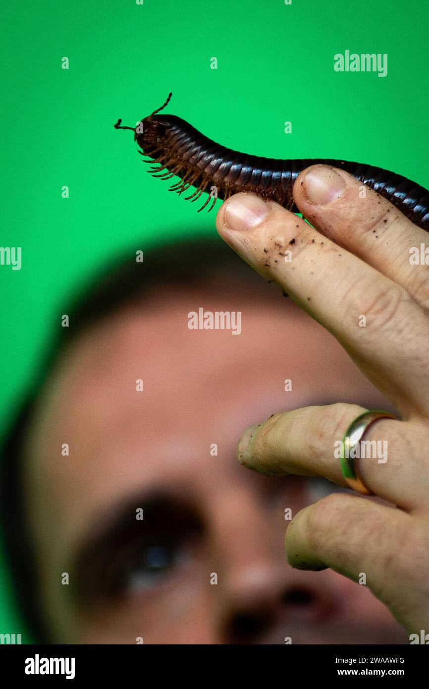 Zoo keeper Sam counts a giant millipede during the annual stocktake at ...