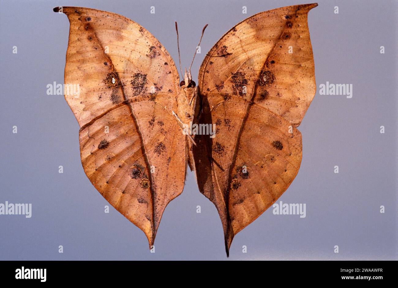 Orange oakleaf or dead leaf (Kallima inachus) is a criptic butterfly ...