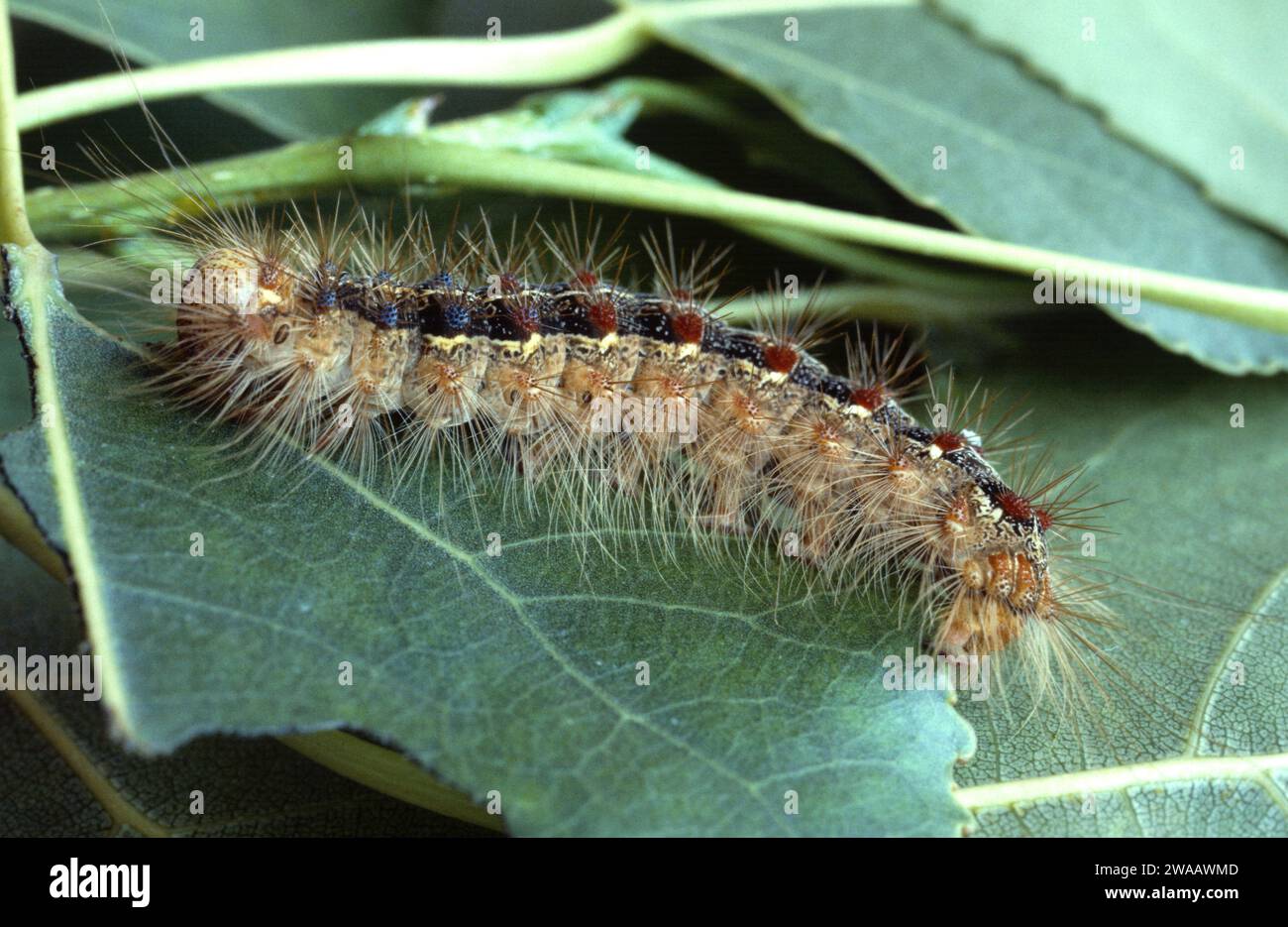 European gypsy moth (Lymantria dispar dispar) is a moth native to ...