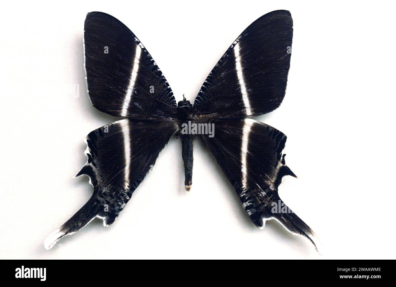 Lyssa menoetius or Nyctalemon menoetius is a butterfly native to ...
