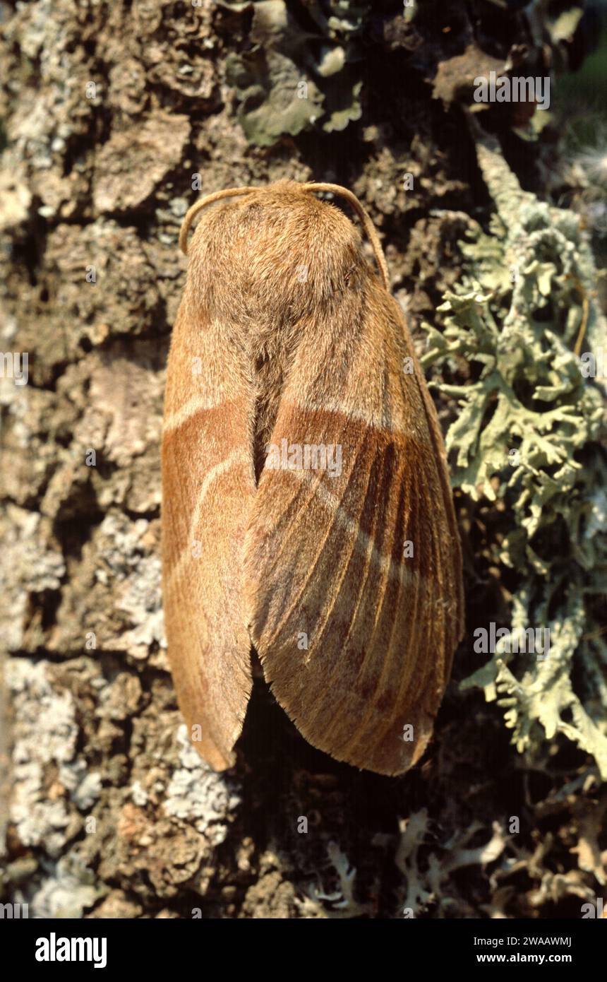 Fox moth (Macrothylacia rubi) is a moth native to Europe and central ...