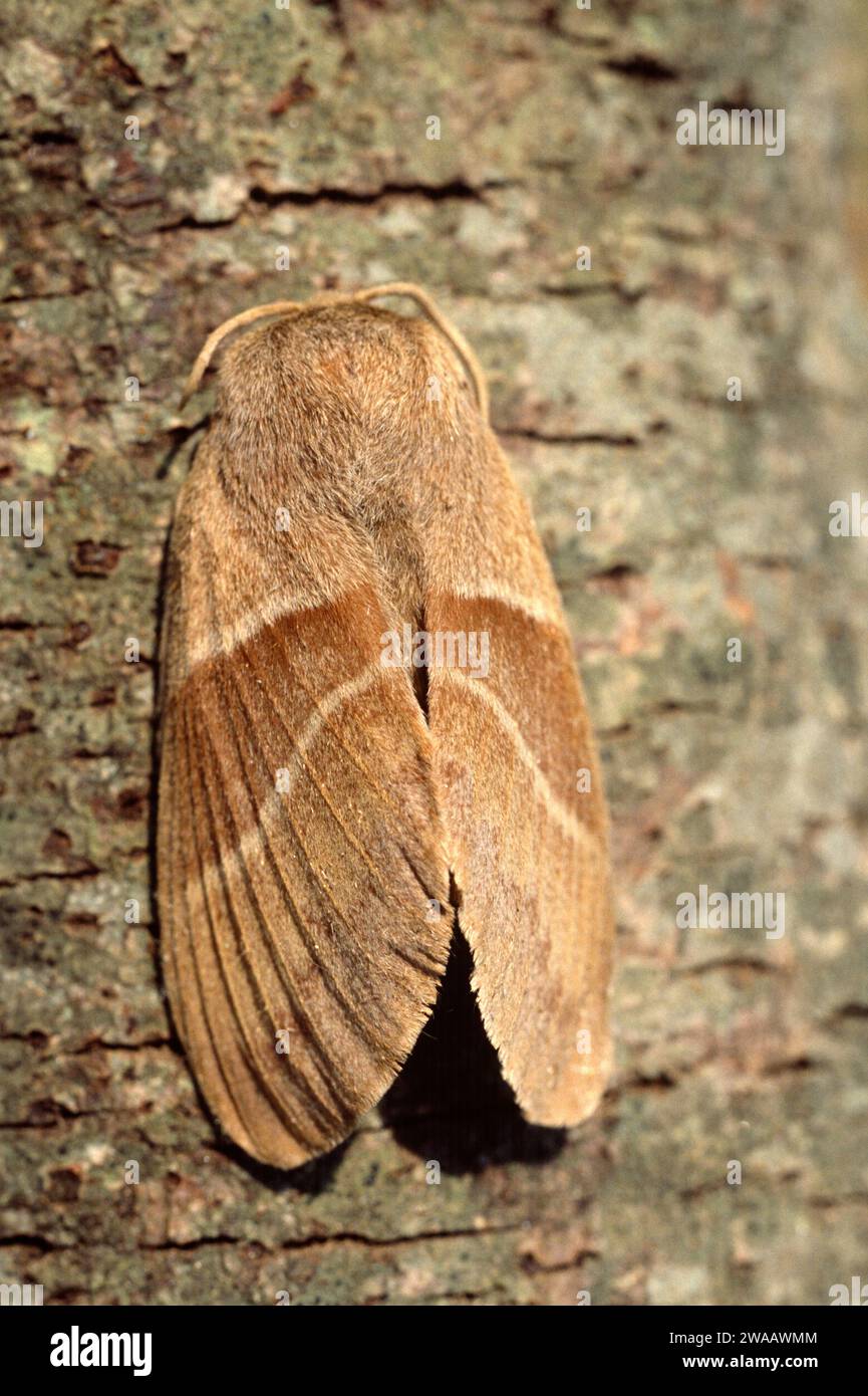 Fox moth (Macrothylacia rubi) is a moth native to Europe and central ...