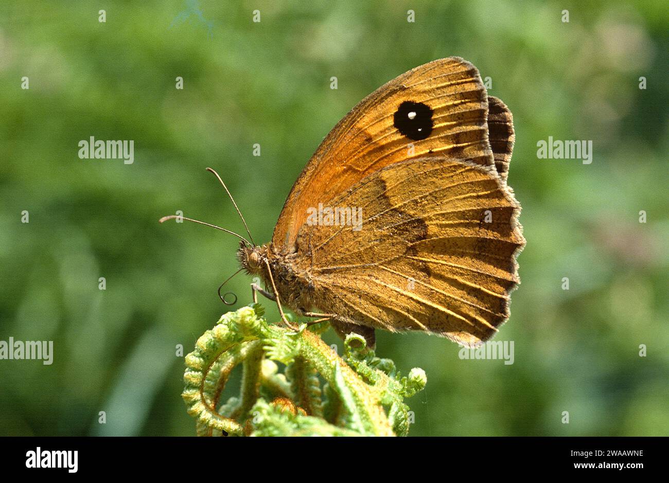 Meadow brown (Maniola jurtina) is a butterfly native to Eurasia and ...