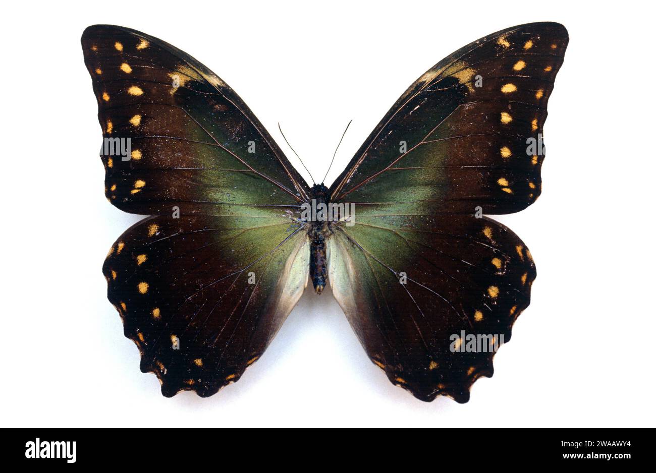Hercules morpho (Morpho hercules) is a butterfly native to Brazil and ...