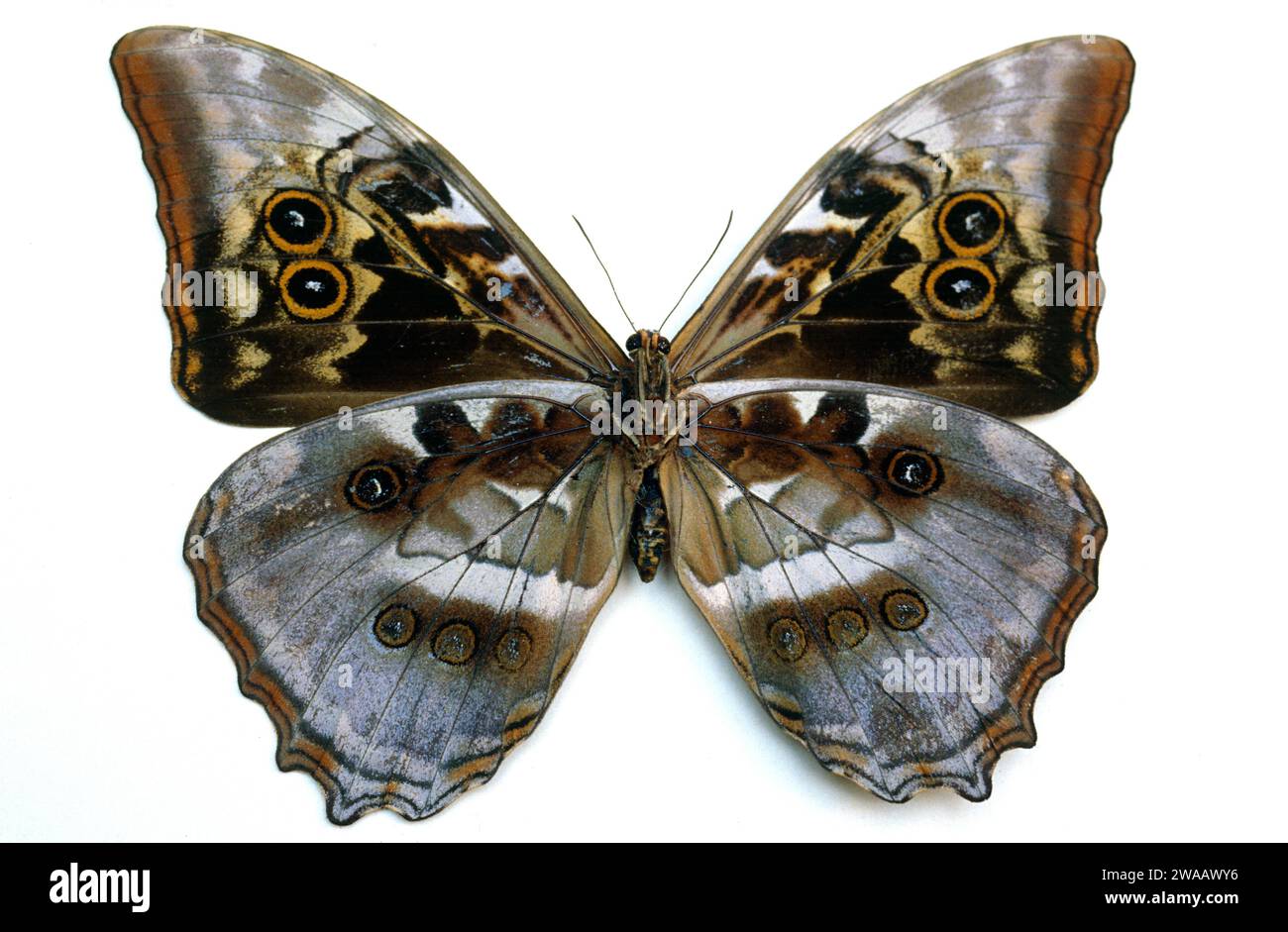 Morpho hercules hi-res stock photography and images - Alamy