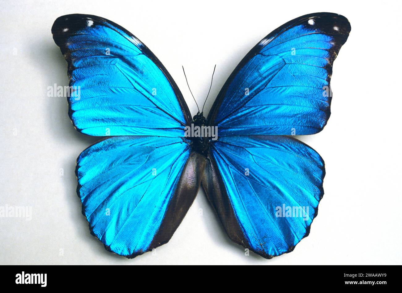 Menelaus morpho (Morpho menelaus) is a butterfly native to tropical ...