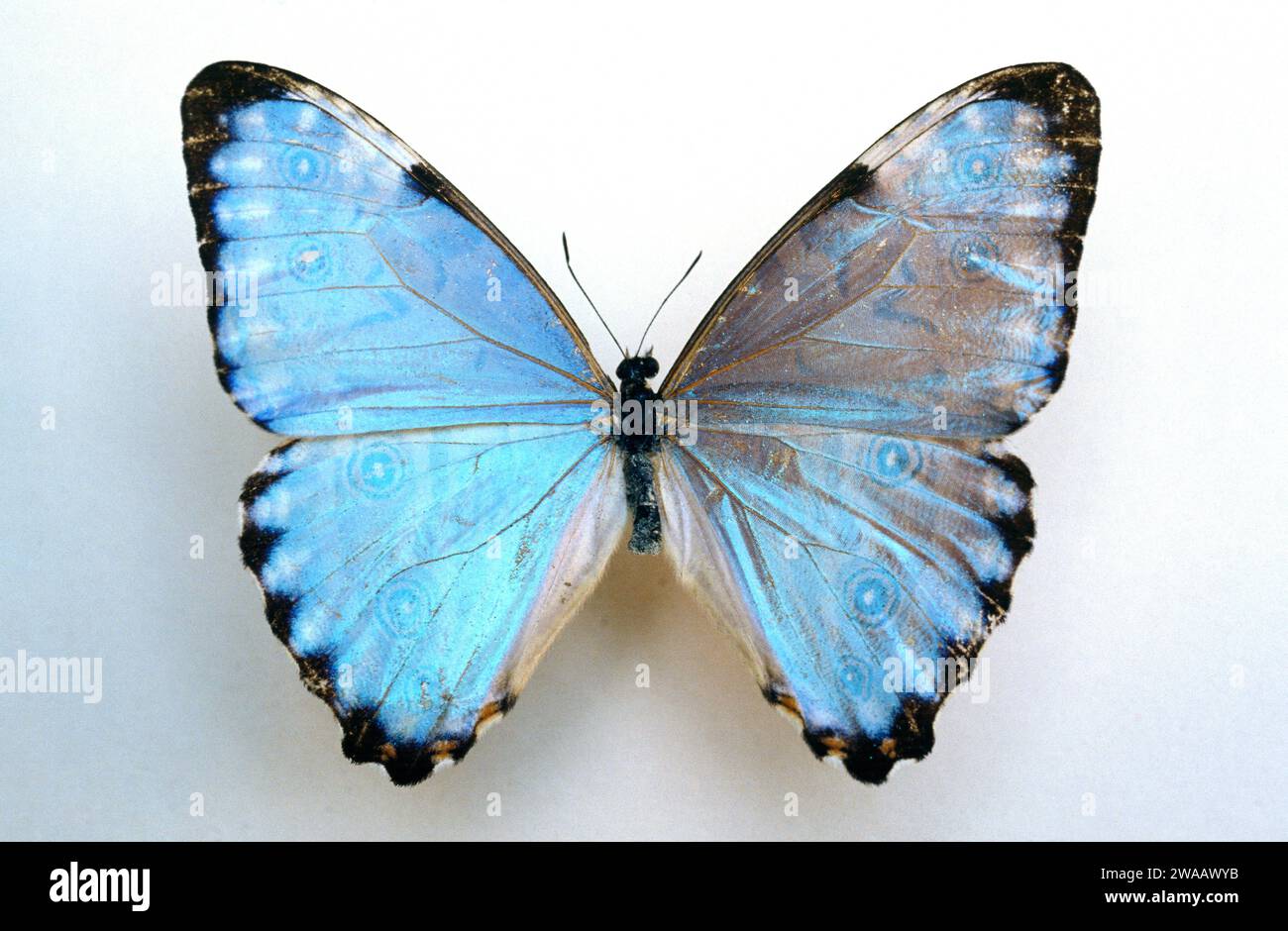 Morpho portis is a butterfly native to Amazon. Adult, dorsal side Stock ...