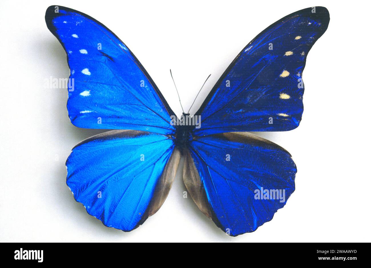 Rhetenor morpho (Morpho rhetenor cacica) is a butterfly native to ...