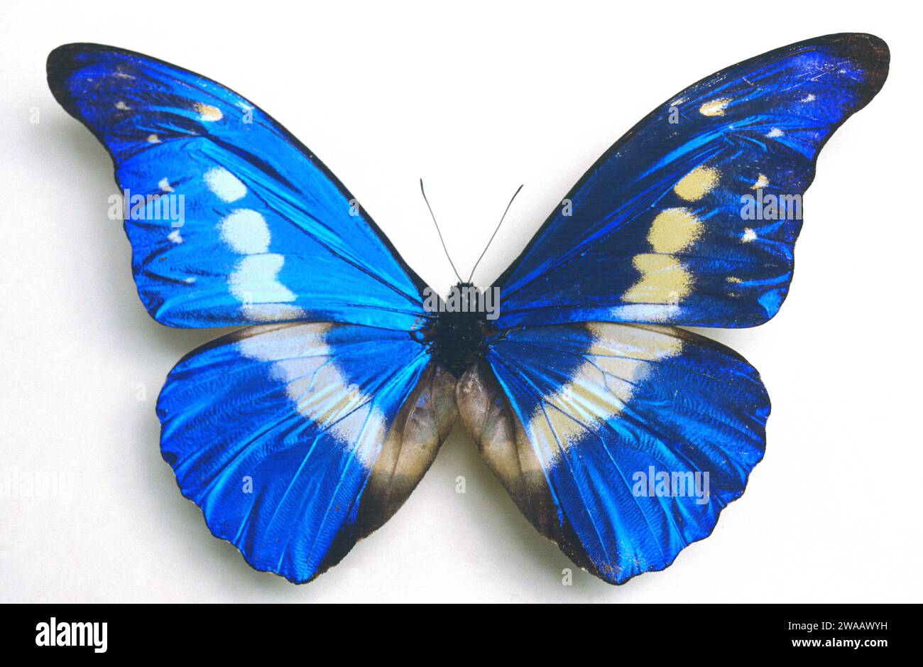 Helena morpho (Morpho rhetenor helena) is a butterfly native to Amazon ...