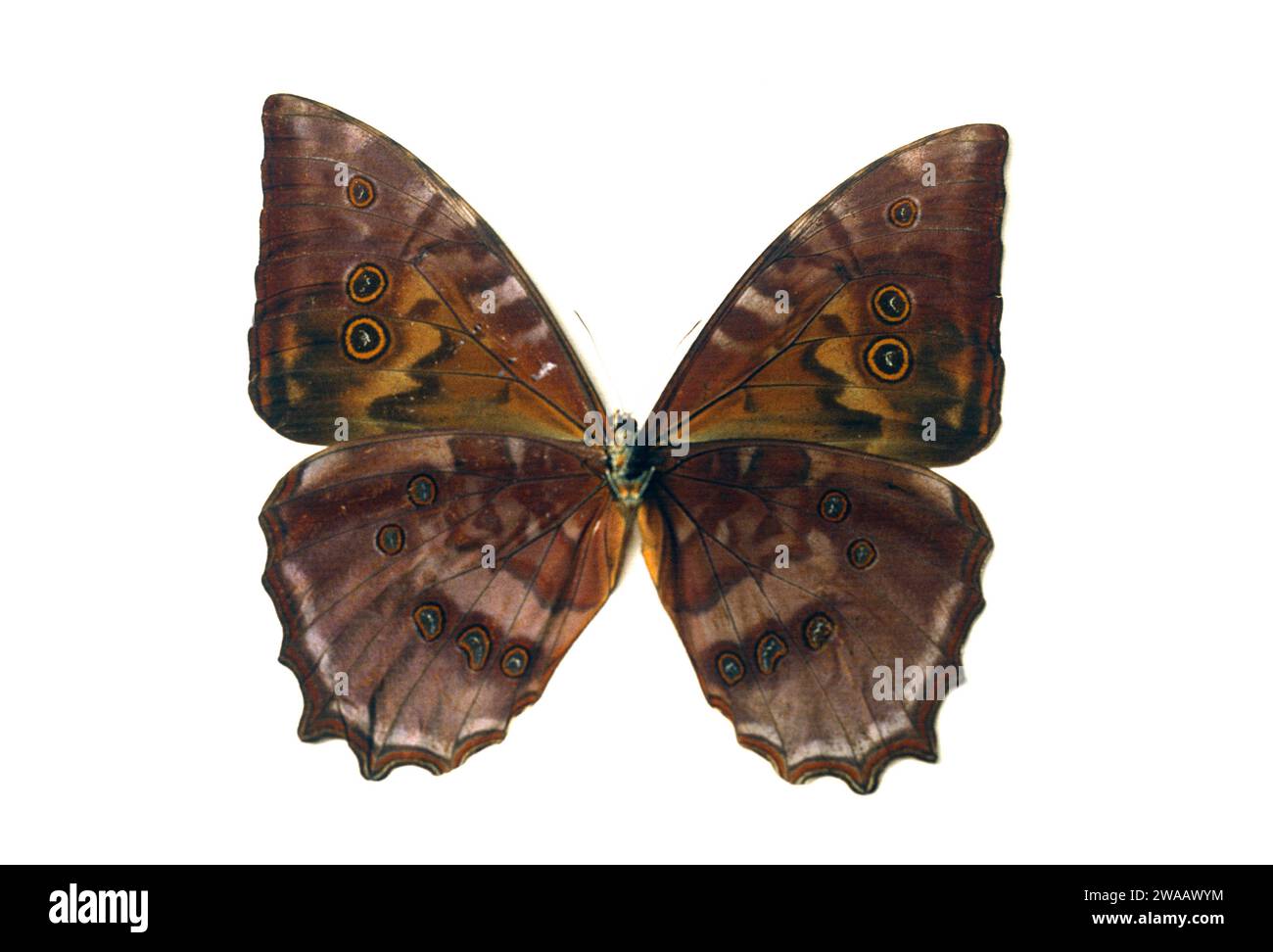 Theseus morpho (Morpho theseus) is a butterfly native to tropical ...