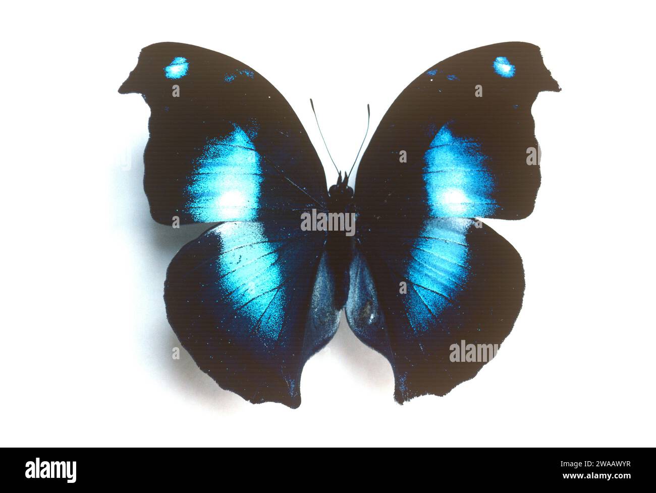 Napeocles jucunda is a butterfly native to northern South America ...