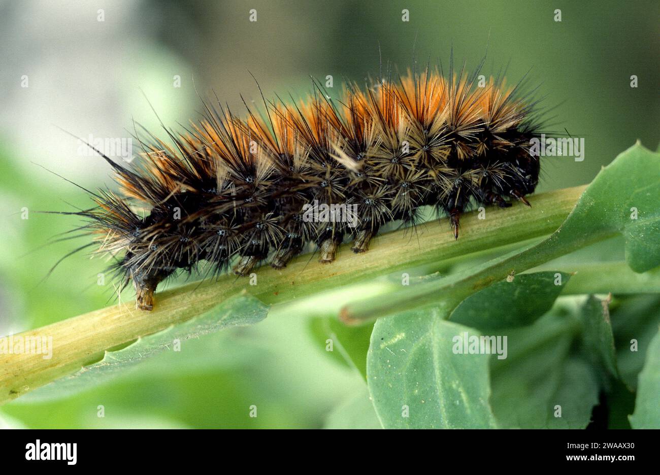 Winter webworm (Ocnogyna baetica) is a moth native to Iberian Peninsula ...
