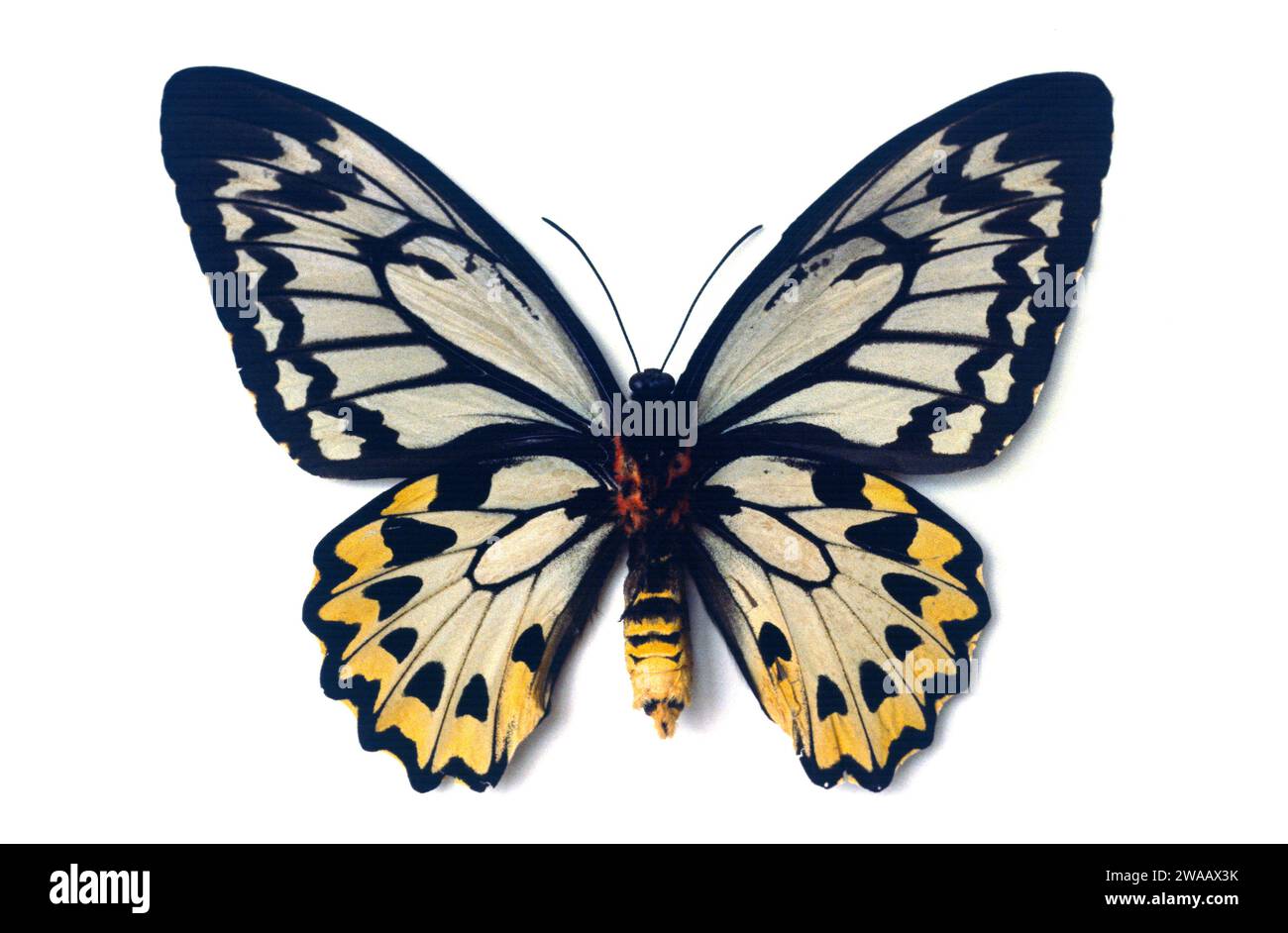 Wallace's golden birdwing (Ornithoptera croesus lydius) is a butterfly ...