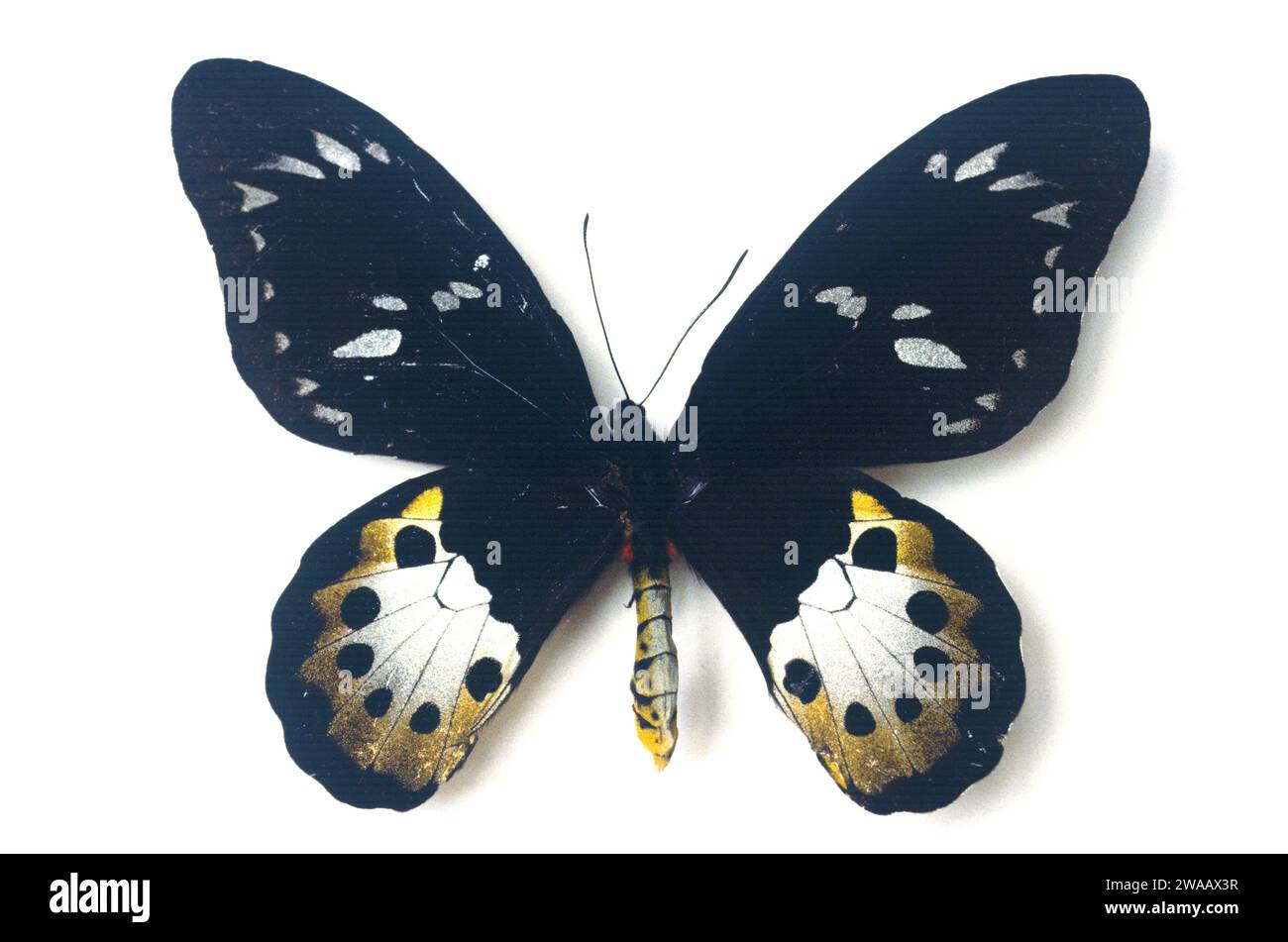 Paradise birdwing (Ornithoptera paradisea arfakensis) is a butterfly ...