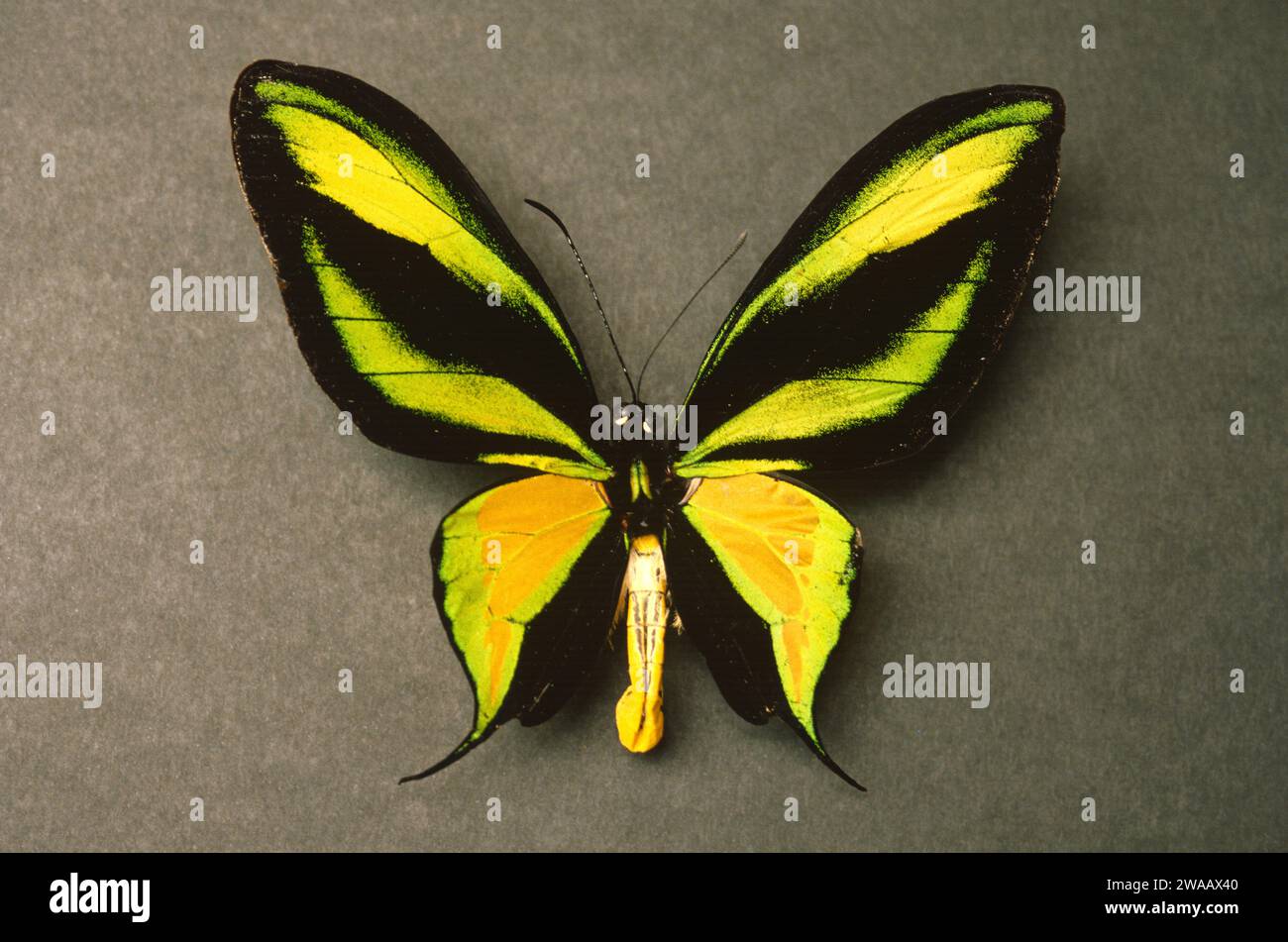 Paradise birdwing (Ornithoptera paradisea arfakensis) is a butterfly ...