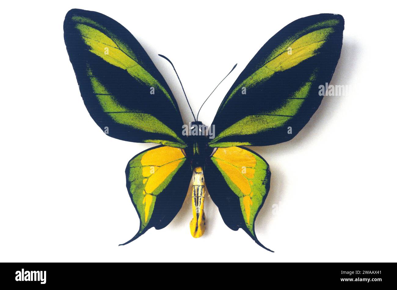 Ornithoptera paradisea arfakensis hi-res stock photography and images ...