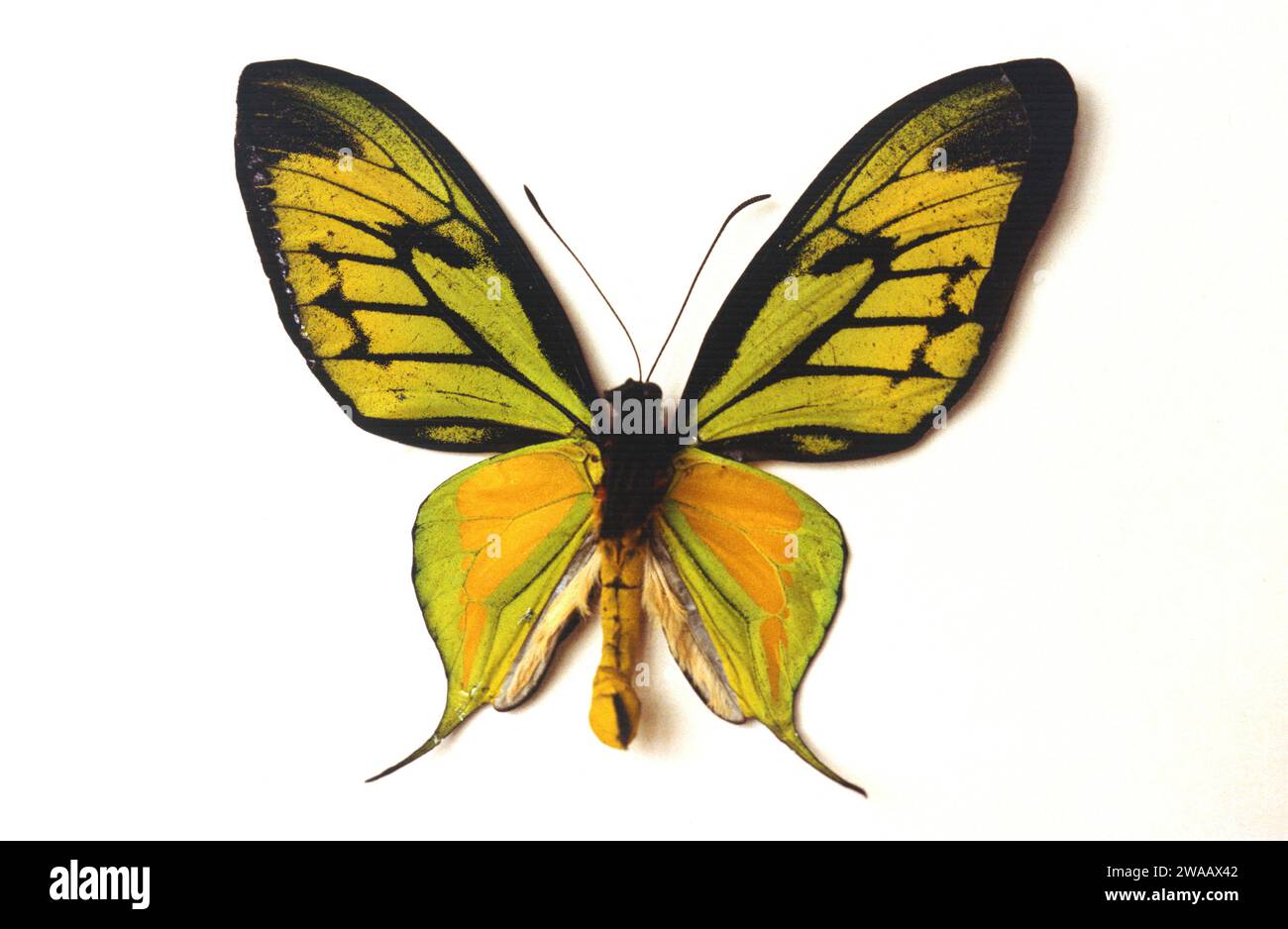 Paradise birdwing (Ornithoptera paradisea arfakensis) is a butterfly ...