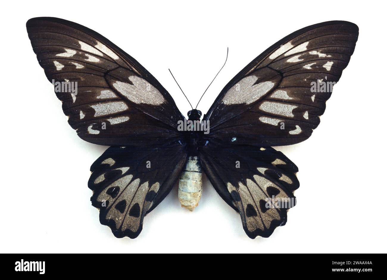 Priam's birdwing (Ornithoptera priamus impensis) is a butterfly native ...