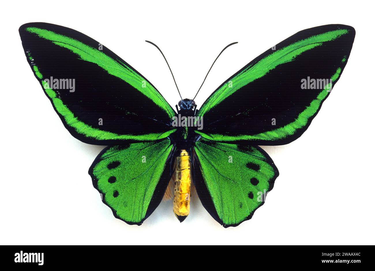 Priam's birdwing (Ornithoptera priamus impensis) is a butterfly native ...