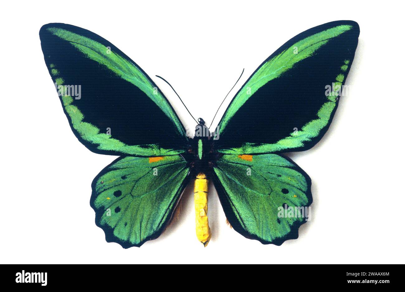 Priam's birdwing (Ornithoptera priamus priamus) is a butterfly native ...