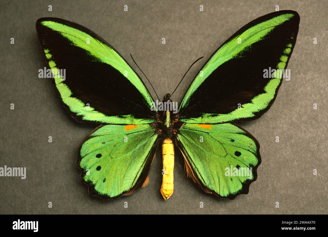 Priam's birdwing (Ornithoptera priamus priamus) is a butterfly native ...