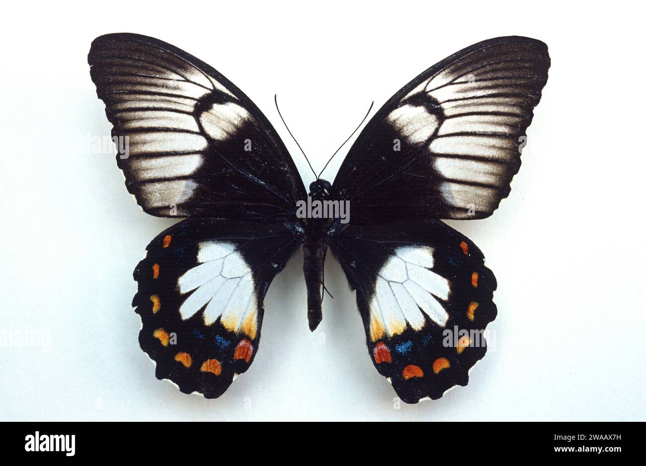 Orchard swallowtail butterfly (Papilio aegeus) is a butterfly native to ...