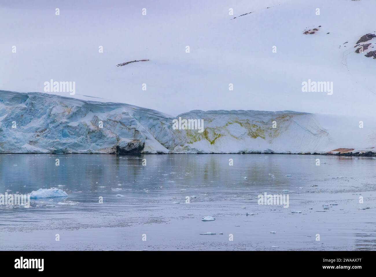 Antarctic algae hi-res stock photography and images - Alamy