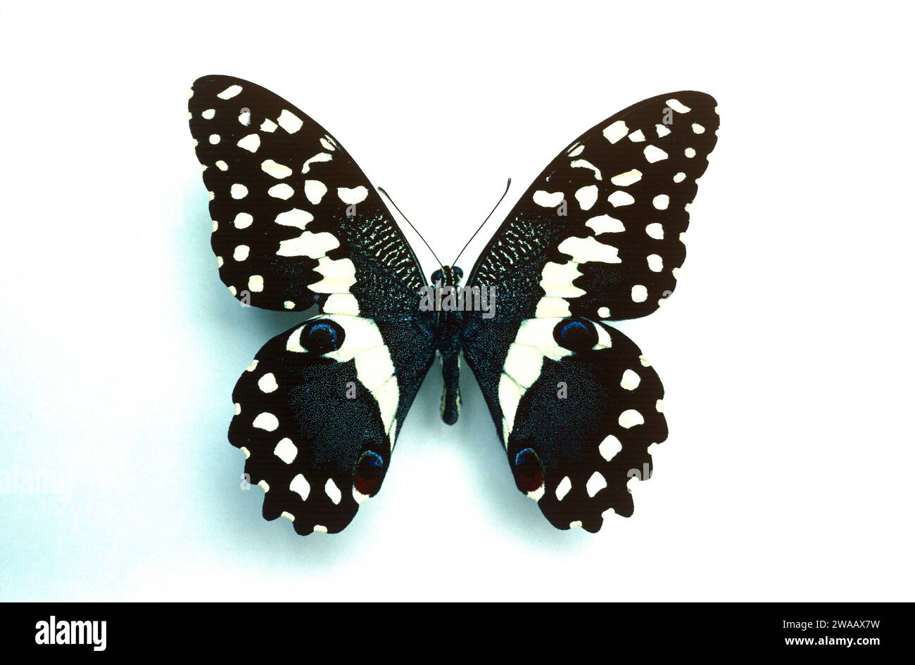 Citrus swallowtail (Papilio demodocus) is a butterfly native to Sub ...