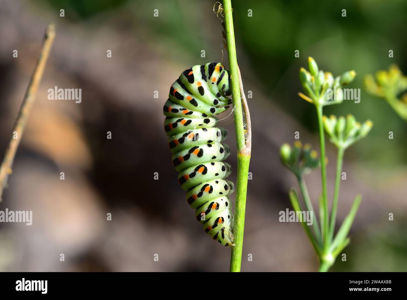 Old World swallowtail (Papilio machaon) is a butterfly native to Eurasia and North America ...