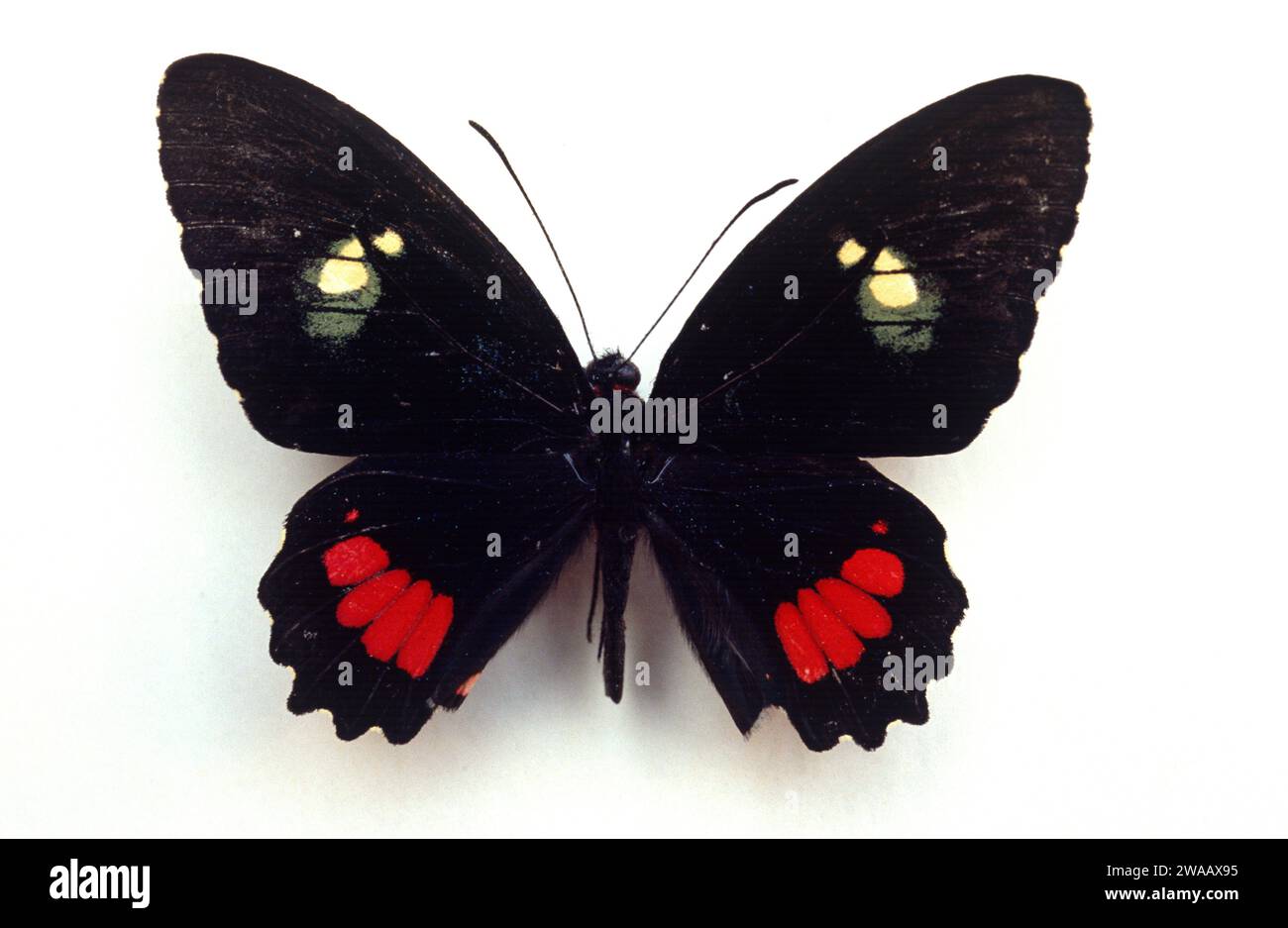 Transandean cattleheart (Parides iphidamas) is a butterfly native to ...