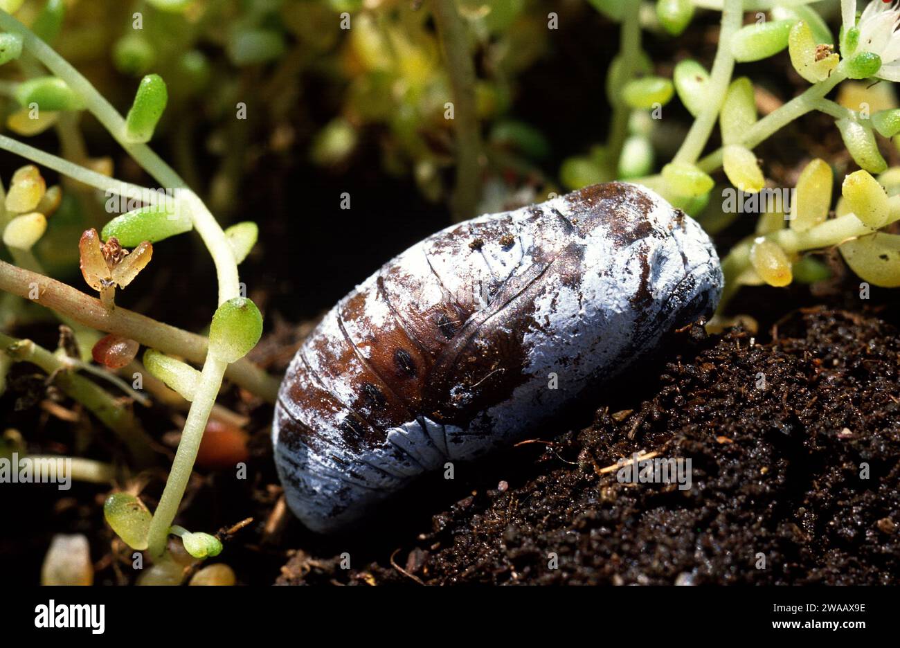 Parnassius apollo butterfly hi-res stock photography and images - Alamy