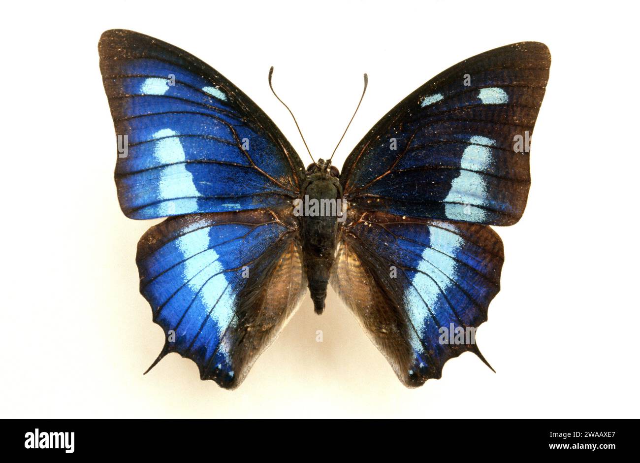 Polygrapha hi-res stock photography and images - Alamy