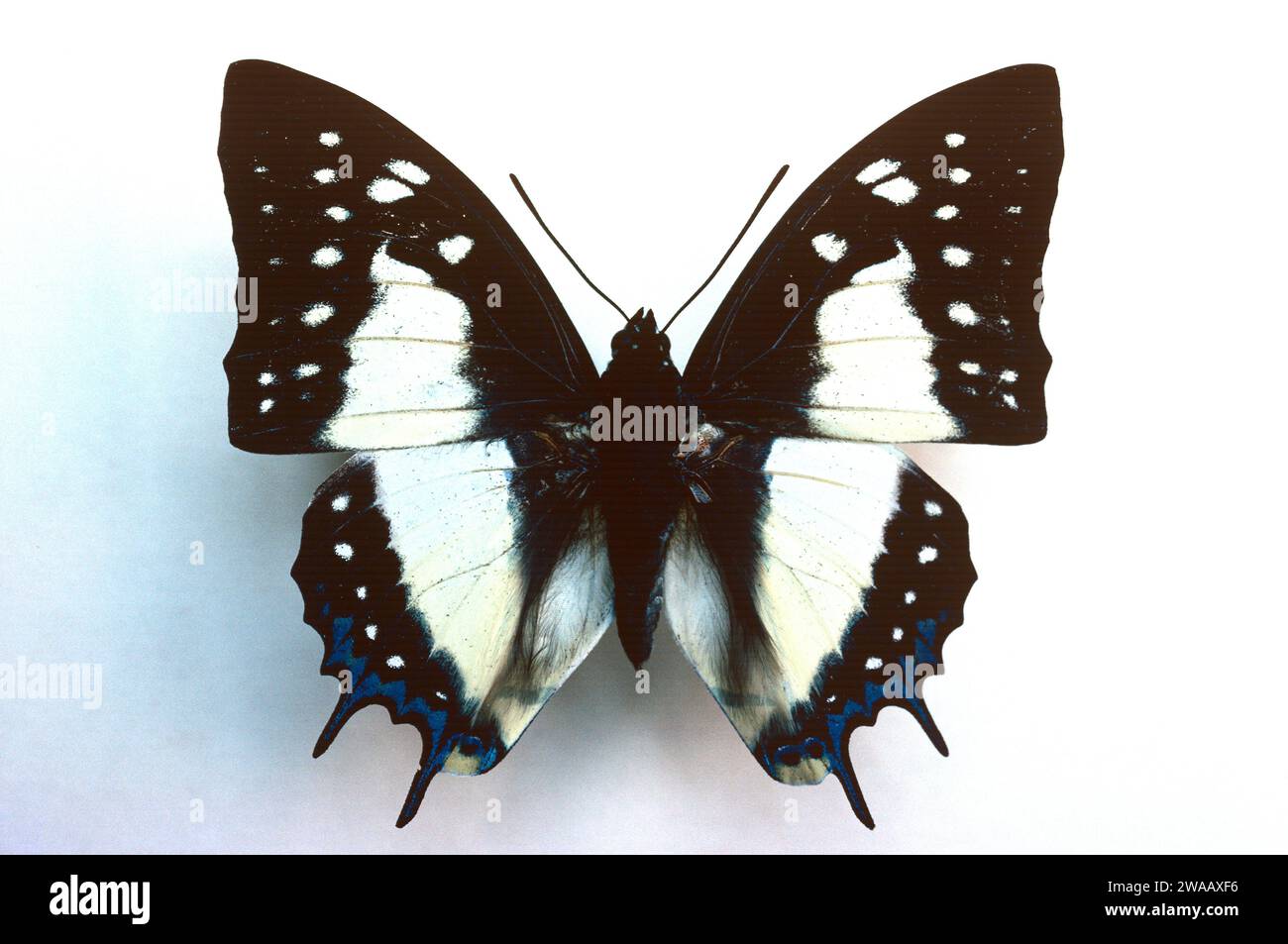 Great nawab (Polyura eudamippus) is a buttefly native to southern Asia ...