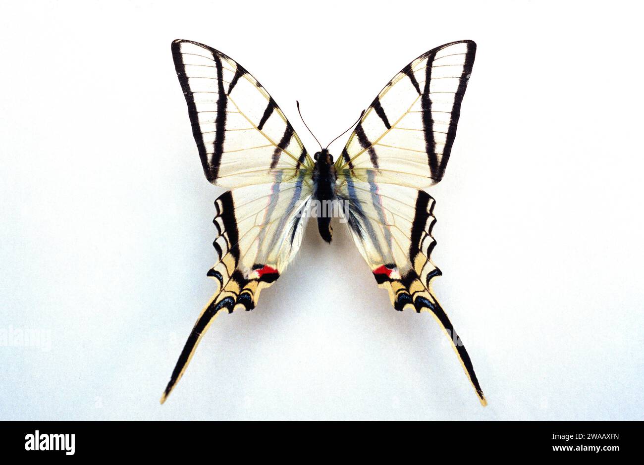 Protesilaus telesilaus or Papilio telesilaus is a butterfly native to ...
