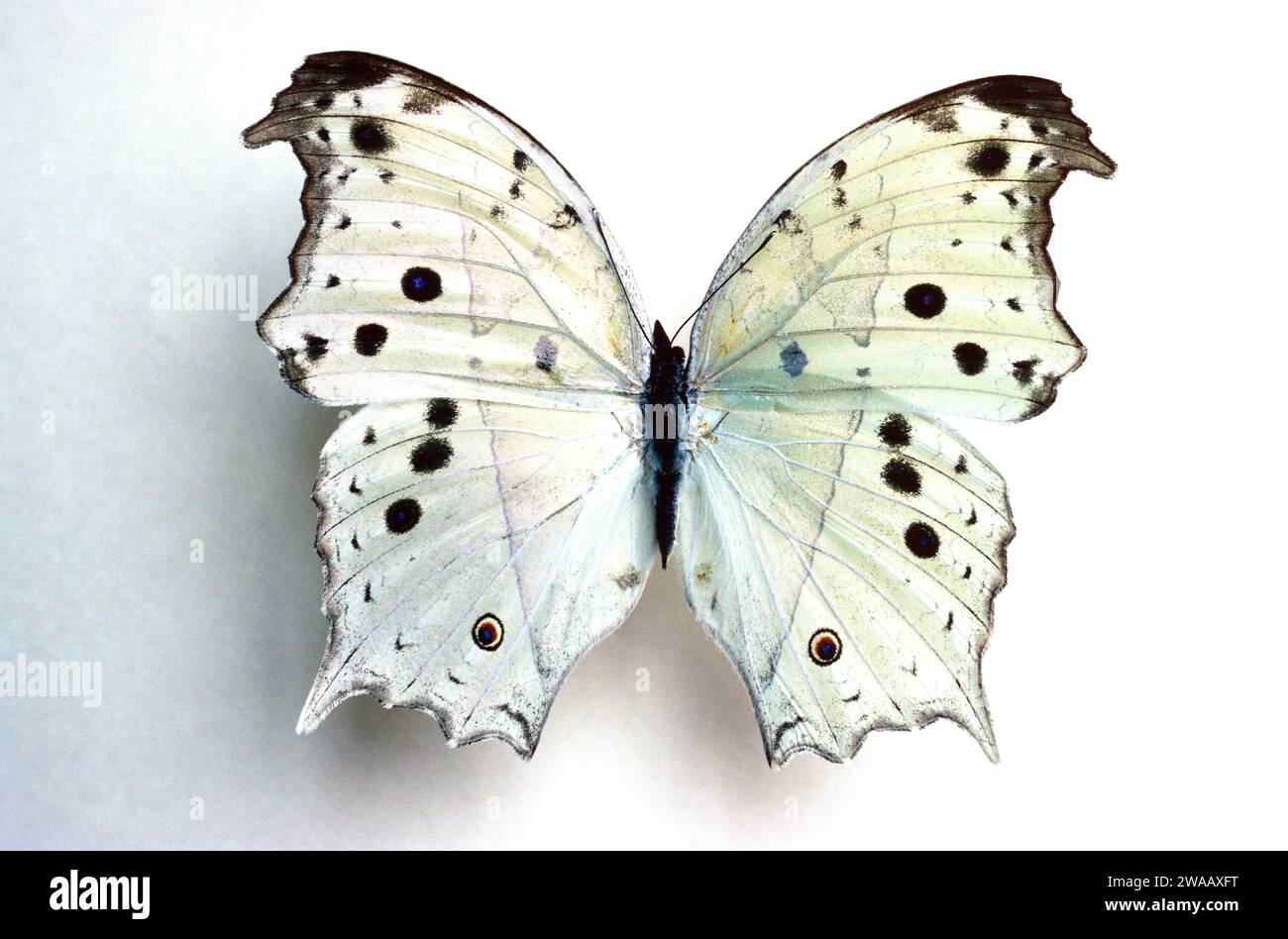 Forest mother-of pearl (Protogoniomorpha parhassus or Salamis aethiops ...