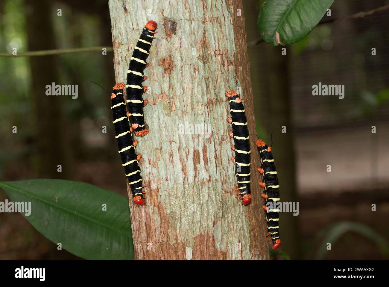 Tetrio sphinx (Pseudosphinx tetrio) is a moth native to America, from ...
